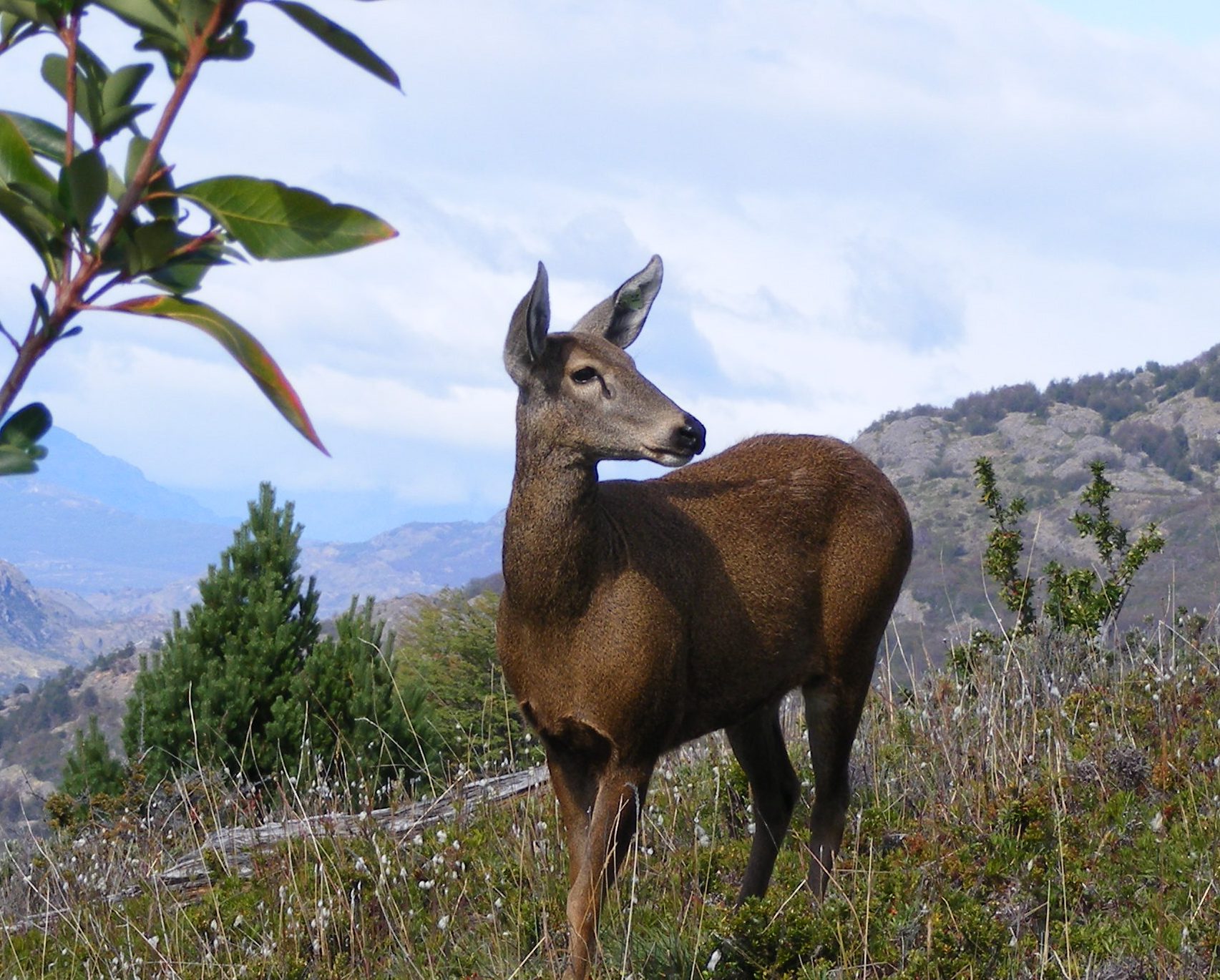 Hallazgo en Patagonia chilena da esperanza de preservar al huemul - La ...